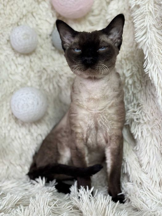 Devon Rex Reproduktor FPL Lublin • OLX.pl