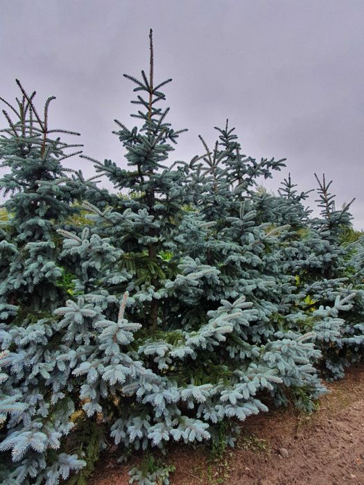 ŚWIERK Srebrny HOOPSII 400cm SZKÓŁKOWANY kopany maszyną Grójec • OLX.pl