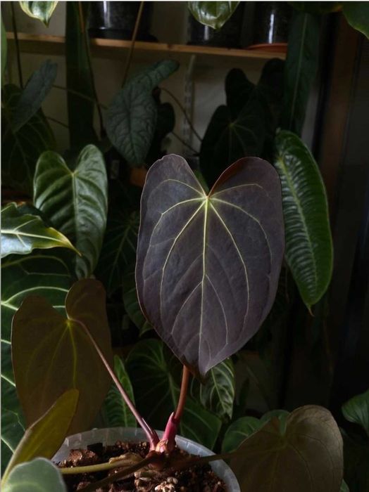 Anthurium Black Widow x Michelle X Orca Benfica • OLX Portugal