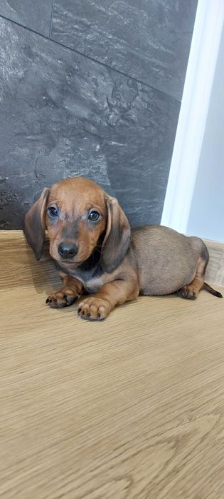 Jamnik Miniaturowy Kraków Zwierzyniec • OLX.pl