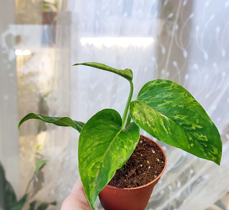 Сциндапсуси: Требі (scindapsus Trebie, Екзотика)): 70 грн. - Кімнатні ...