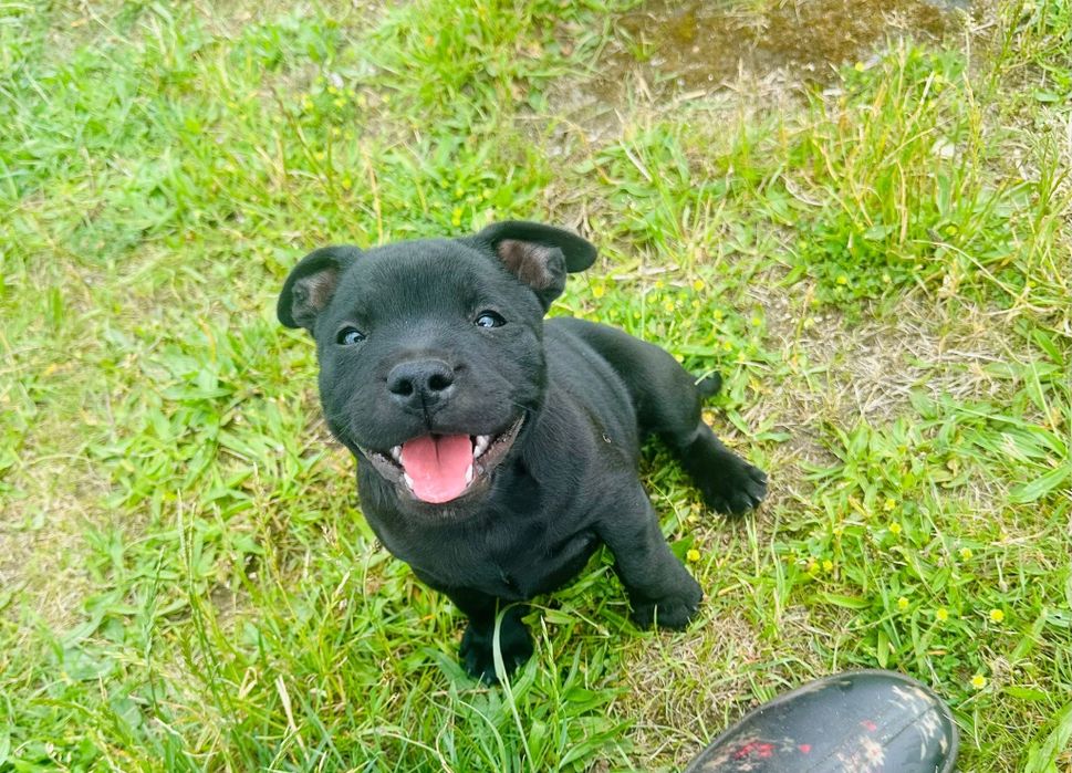 Suczka staffordshire bull terrier STAFFIK metryka FCI Żagań • OLX.pl