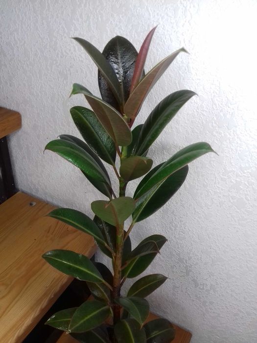 Фикус каучуконосный Ficus elastica Неприхотливое комнатное растение: 1 ...