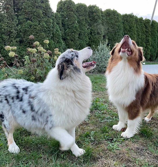 Owczarek Australijski Piękny Piesek Red Merle. Ciechanów • OLX.pl