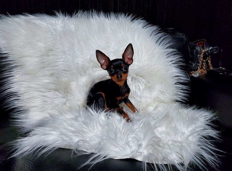 * Praski Ratler * 1,6-1,8 kg * Prazsky Krysarik * Ratlerek miniaturka ...