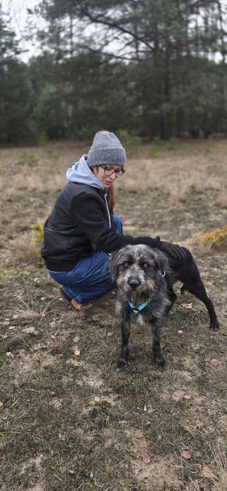 Komo śliczny terier szuka swojego człowieka Warszawa Mokotów • OLX.pl