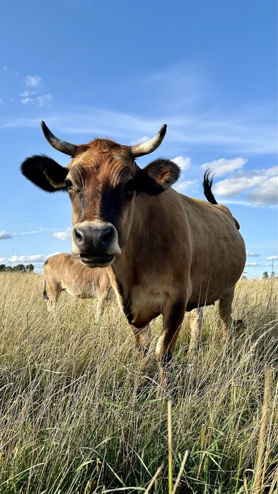 Krowa rasy jersey mleczna Giżycko • OLX.pl