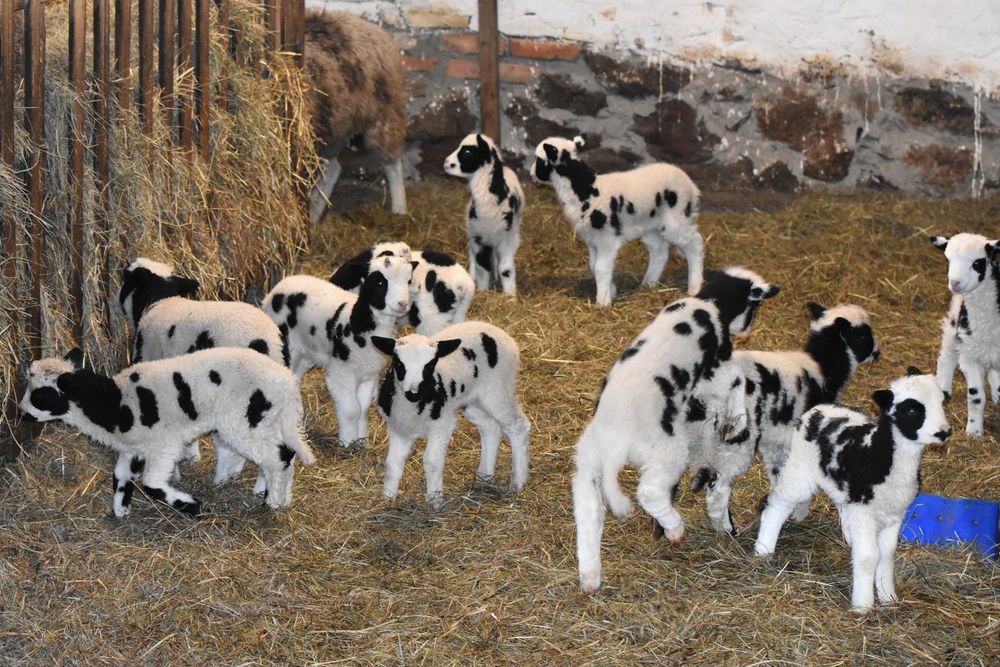 Owce Świętego Jakuba Bukwałd • OLX.pl