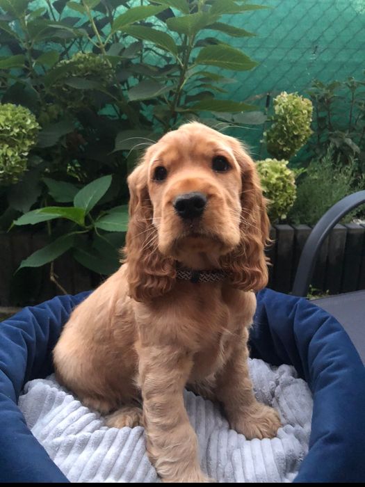 Cocker Spaniel - psy rasowe na sprzedaż, do adopcji | OLX Zwierzęta