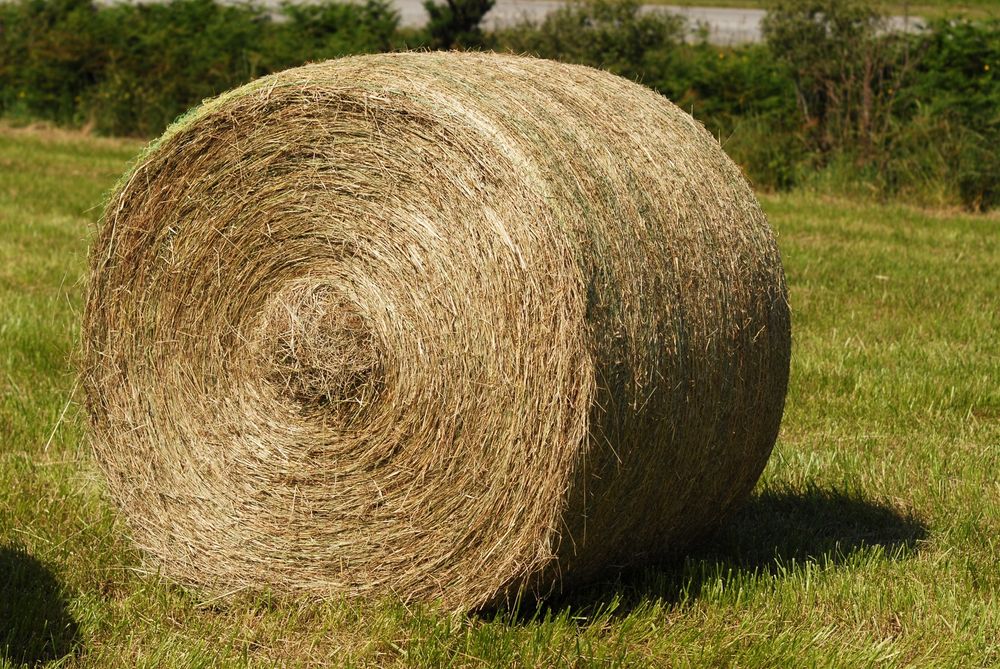 Sloma duże ilosci Chojnice • OLX.pl