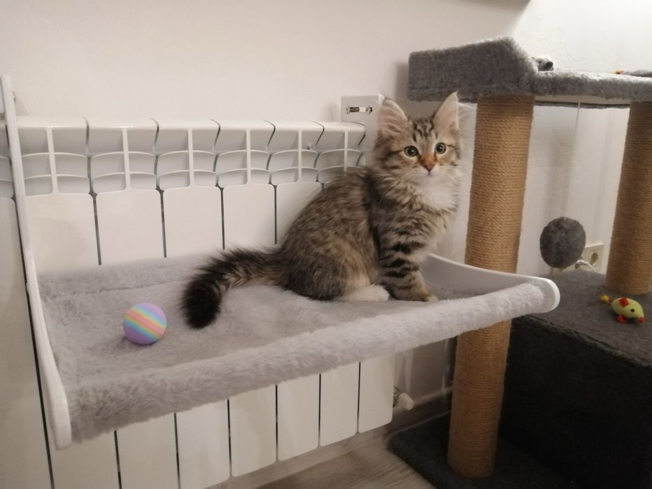 Гамаки, лежанки для кота на батарею, радіатор: 600 грн. - Зоотовари ...