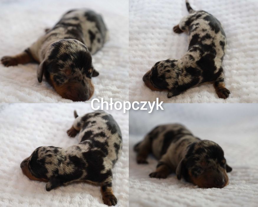 Jamnik krótkowłosy miniaturowy Brok • OLX.pl