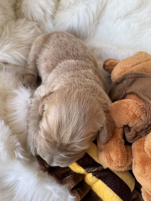 Golden Retriever - szczeniak rezerwacja Warszawa Ursus • OLX.pl