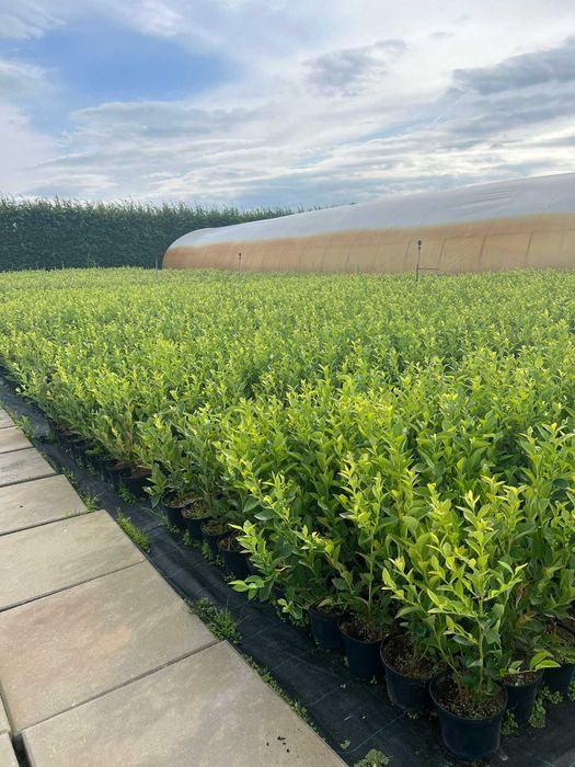 Sadzonki borówki - Vaccinium corymbosum, blueberry Tarczyn • OLX.pl