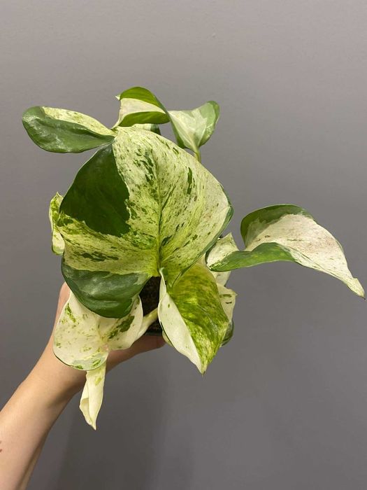 Epipremnum Happy Leaf Kraków Nowa Huta • OLX.pl