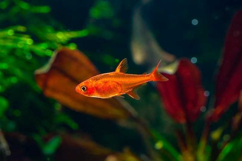 Bystrzyk Amandy - Hyphessobrycon amandae - dowóz, wysyłka Gdańsk ...