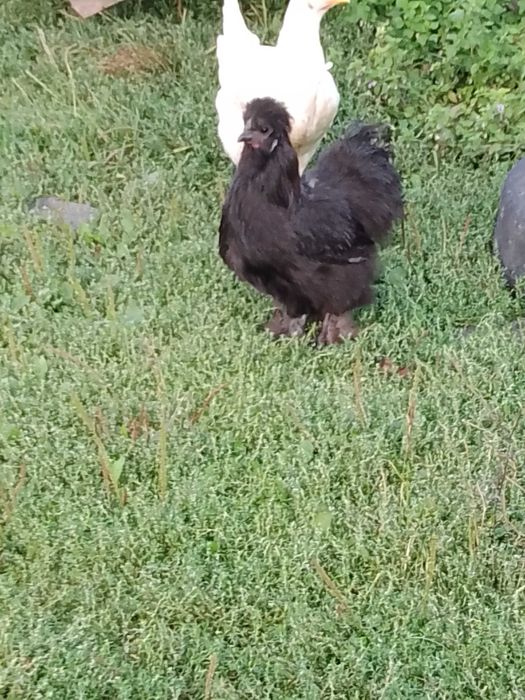 Kury silki ozdobne Łomża • OLX.pl