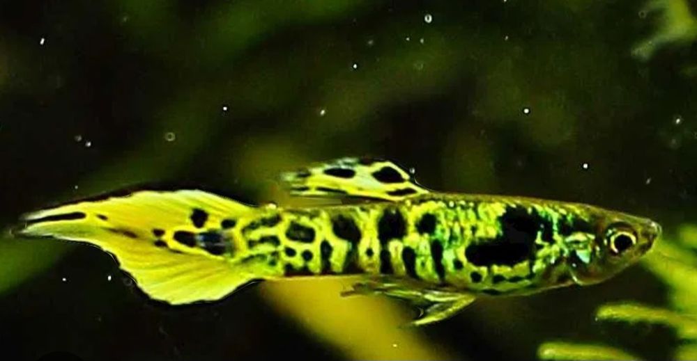 Rybki ryby, gupiki endlera, tiger, gupik Kosobudki • OLX.pl