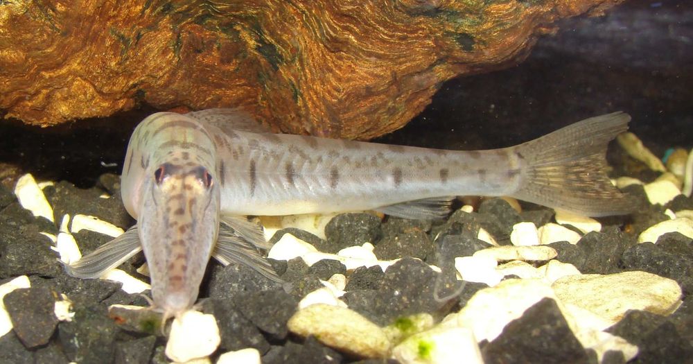 Mułojad Cierniooczek długonosy Wrocław Krzyki • OLX.pl