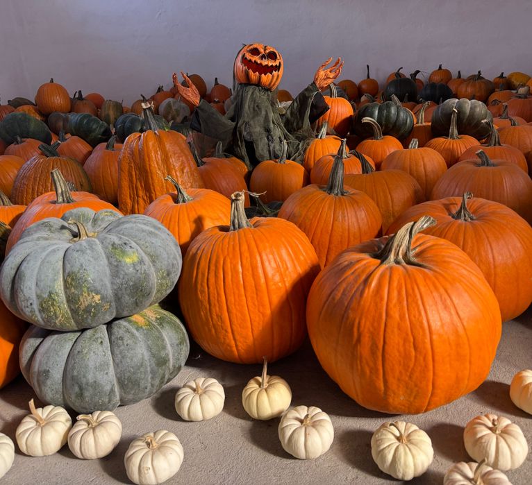 SALE DYNIE HALLOWEEN USA XXL jadalna bio dynia ozdobna biała baby boo ...