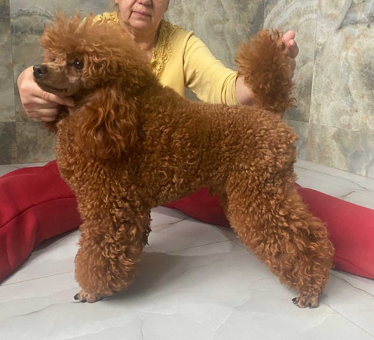 Chłopiec toy chervony 25,5 cm, pet class FCI Łódź Bałuty • OLX.pl