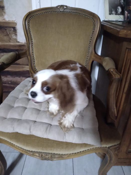 Cavalier King Charles Spaniel - suczka z rodowodem Wrzosów • OLX.pl