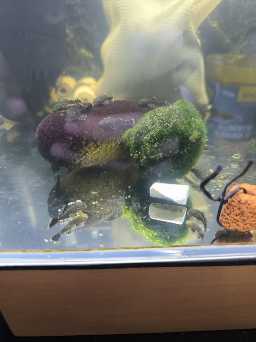 Ancistrus limpa vidros 3 cm Ramada E Caneças • OLX.pt