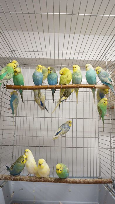 Papugi faliste-idealne do oswojenia Gliwice Łabędy • OLX.pl