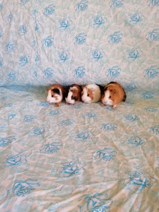 Kawia domowa świnka morska świnki morskie Puławy • OLX.pl