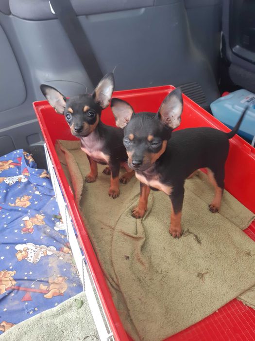 Pinczerek miniaturowy ratlerek Opole Lubelskie • OLX.pl