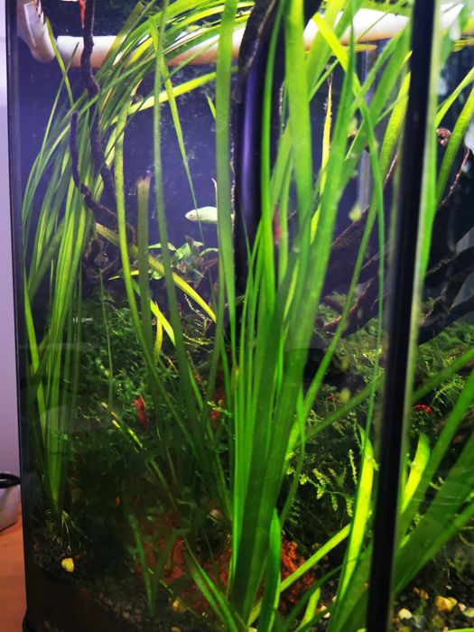 Plantas aquário - Frogbite, Vallisneria nana, Java fern, musgos ...