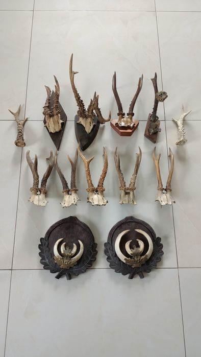 Dla Ciebie wszystko - poroze jelenia - w kategorii Antyki i Kolekcje ...