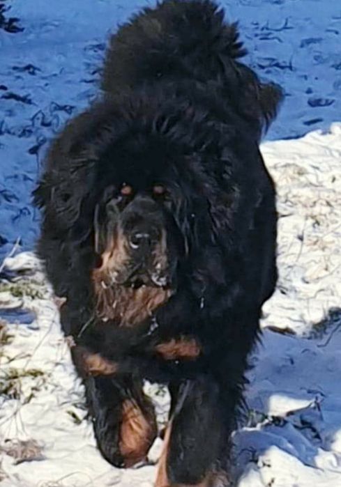 Mastif tybetański szczeniak FCI Prabuty • OLX.pl