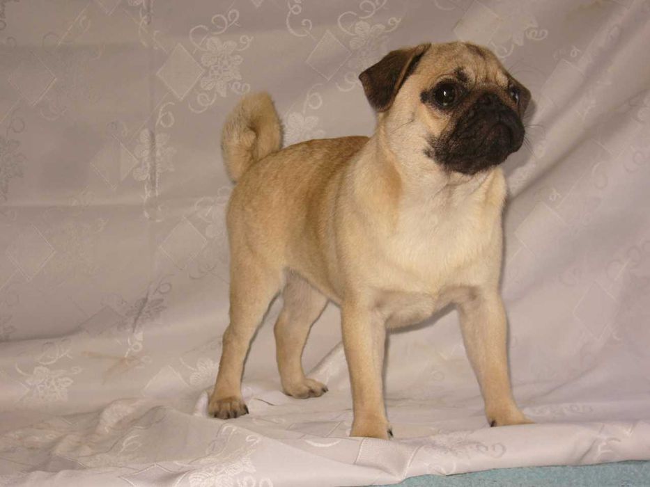 mops w Twojej okolicy? Sprawdź kategorię Psy rasowe