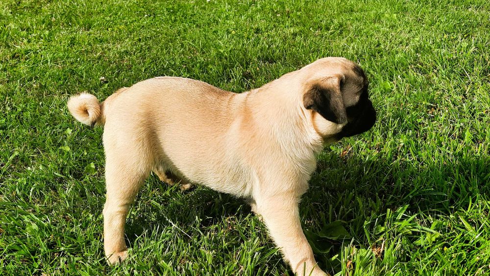 Mops suczka 3miesięczna Świetokrzyskie Kije • OLX.pl