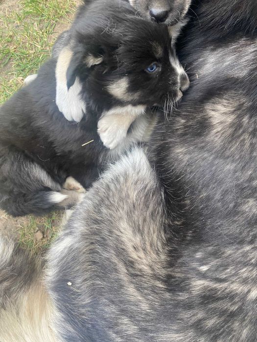 Szczeniaki Husky x Labrador Widełka • OLX.pl