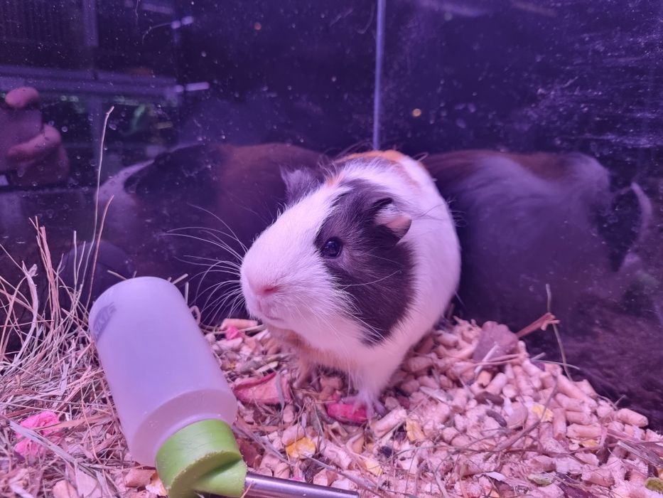 Świnka morska - kawia domowa | świnka | Petmarket Kościan • OLX.pl