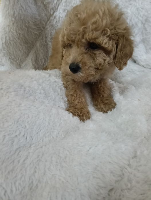 Caniche toy macho Paredes • OLX.pt