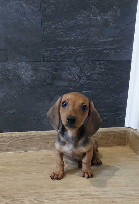 Jamnik Miniaturowy Kraków Zwierzyniec • OLX.pl