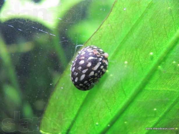 Хелена теодоксус в аквариум 15 грн Акваріумістика Київ на Olx