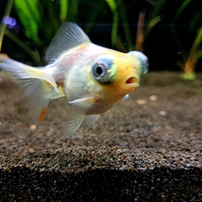 Sprzedam welonki Wschowa • OLX.pl