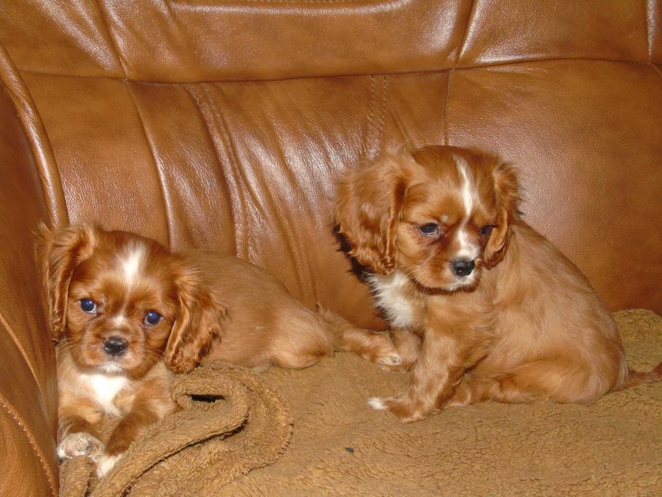 Cavalier King Charles Spaniel chłopiec Żychlin • OLX.pl
