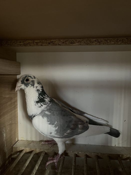 Golebie pocztowe Borów • OLX.pl