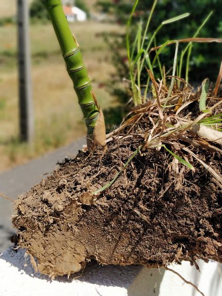 Bambu em rizoma, torrão ou vaso. Mafra • OLX Portugal