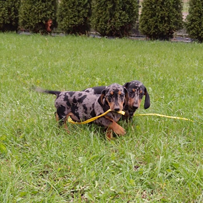 Jamnik miniatura Black merle :) piesek video Wrocław Stare Miasto • OLX.pl