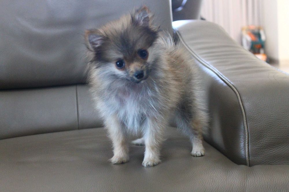 Szpic Pomeranian mini suczka - już do odbioru Goździków • OLX.pl