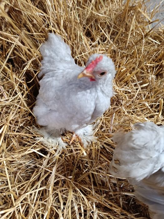 Pekins lavanda cuco Vila do Conde • OLX.pt