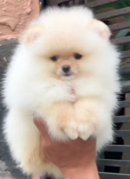 Promka na pomka!!! Piękny mini miś pomeranian!!! Radom • OLX.pl