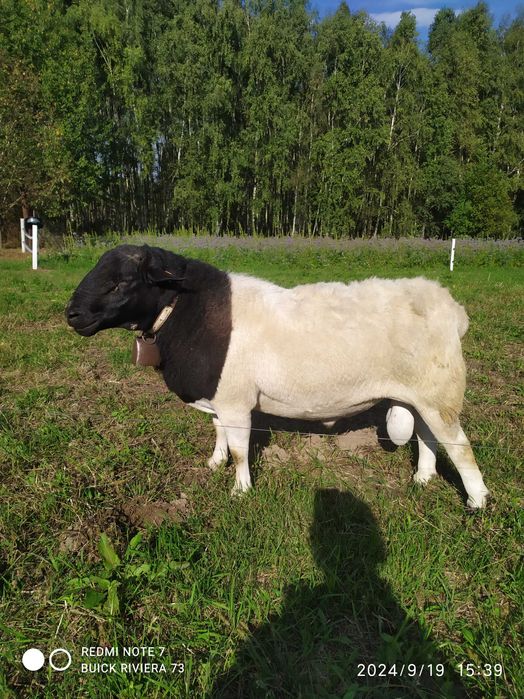 Owce Dorper owieczka tryk baran Rydułtowy • OLX.pl