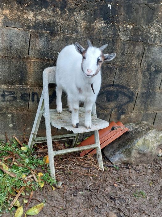 Cabra Anã Fêmea de um ano de Idade! Santa Catarina Da Serra E Chainça ...